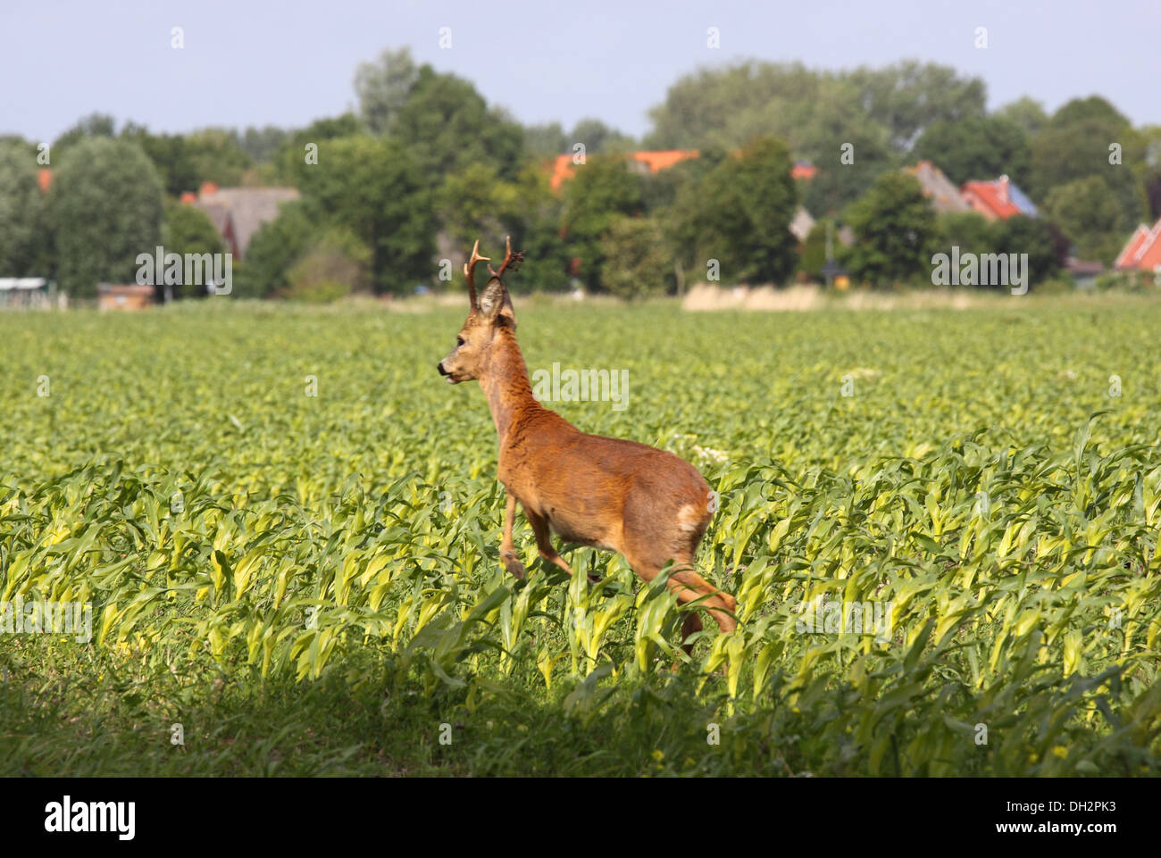 Roe corn hi-res stock photography and images - Alamy