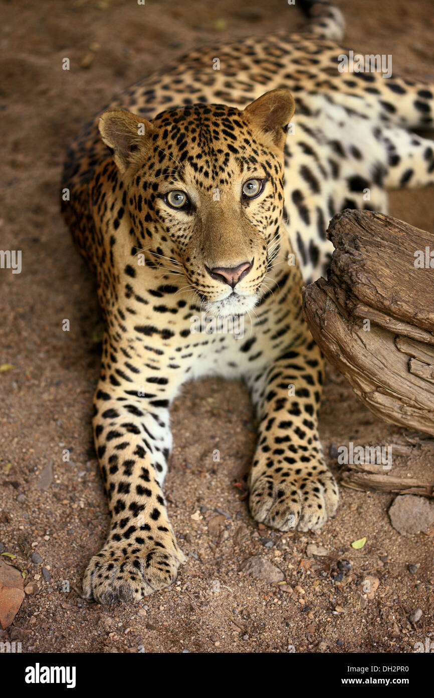 Leopard sitting resting in Jamshedpur Zoo Jharkhand India Asia Stock ...
