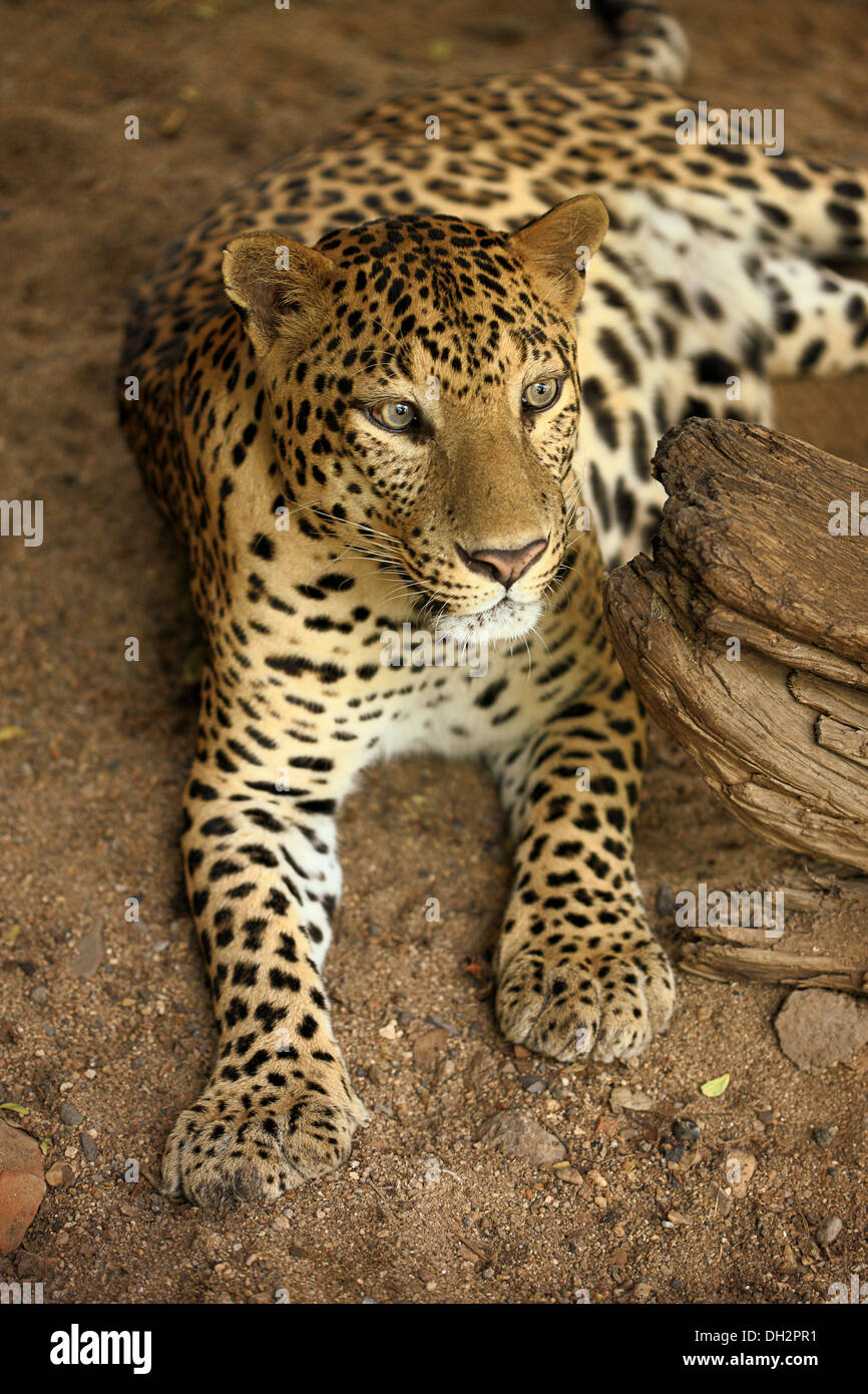Indian leopard cat hi-res stock photography and images - Alamy