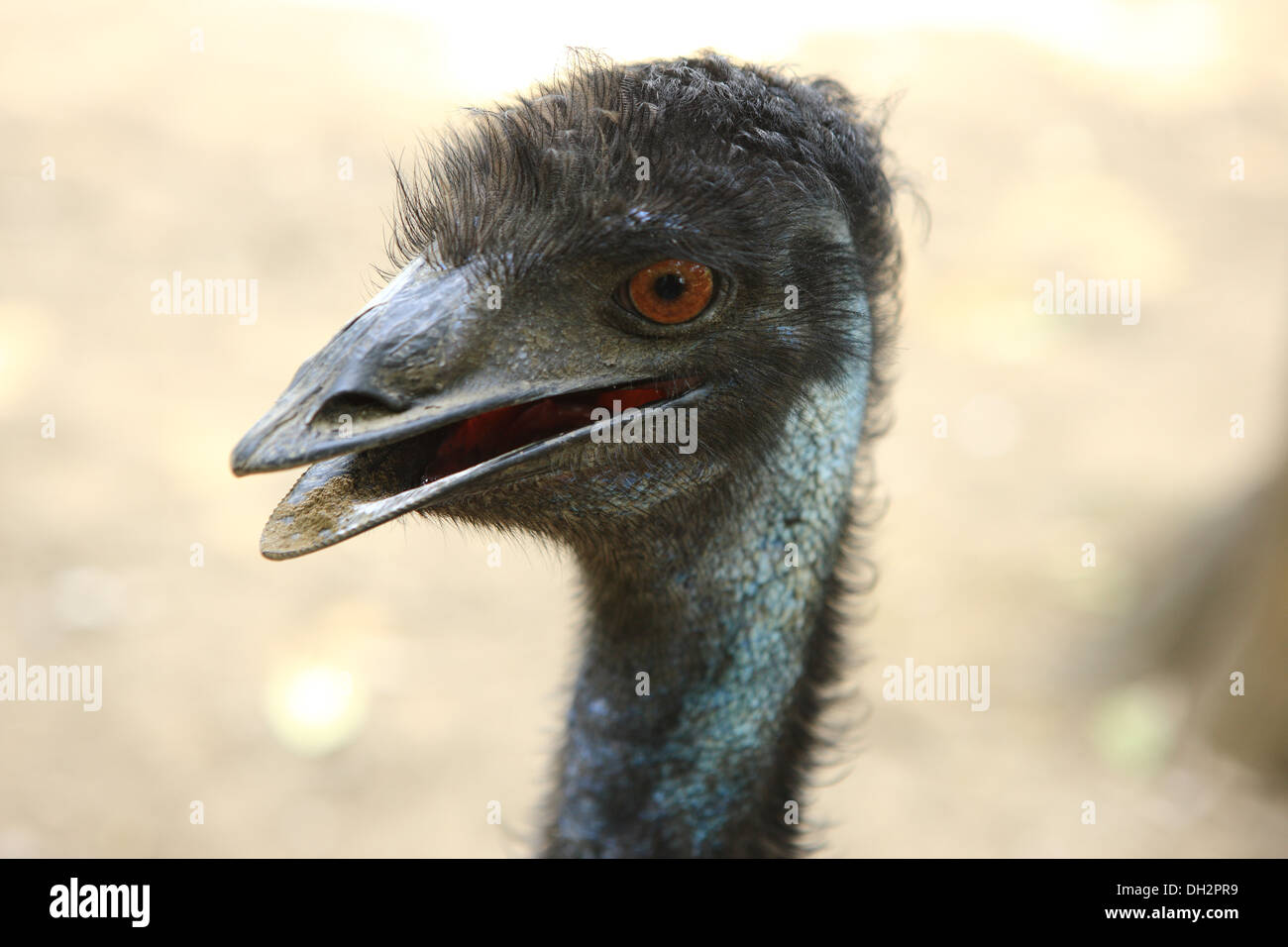 Ostrich birds hi-res stock photography and images - Alamy
