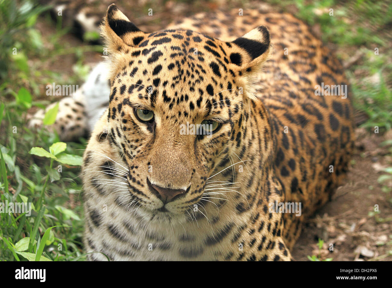Leopard looking at camera Stock Photo - Alamy