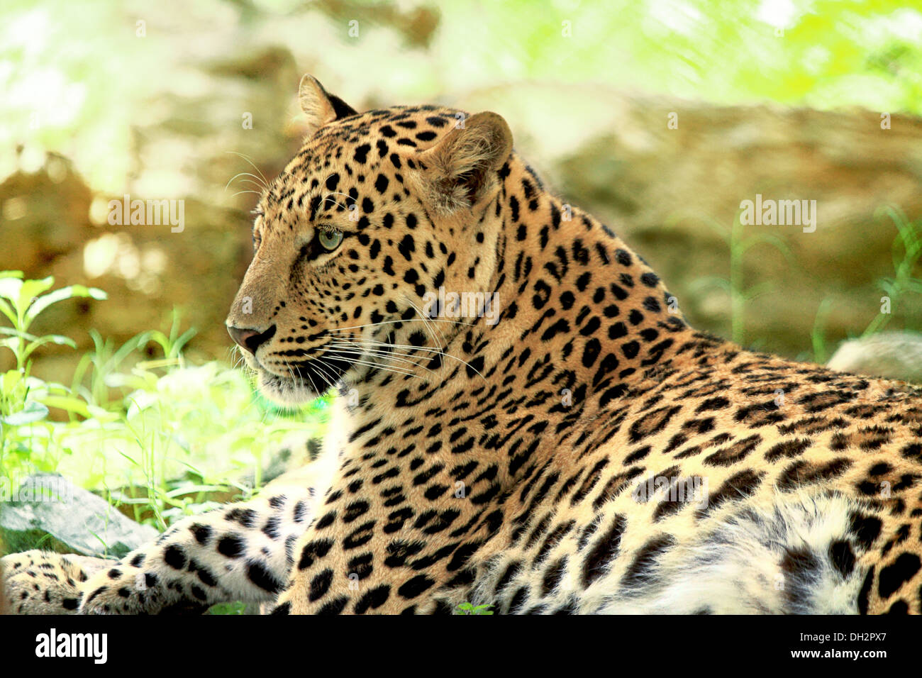 Leopard sitting resting relaxing , Panthera pardus , India , Asia Stock ...