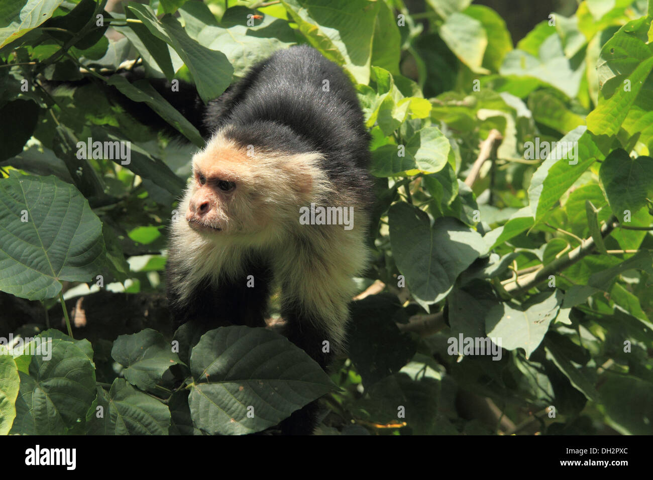 monkey Cebus capucinus from Jamshedpur zoo Jharkhand India Asia Stock ...