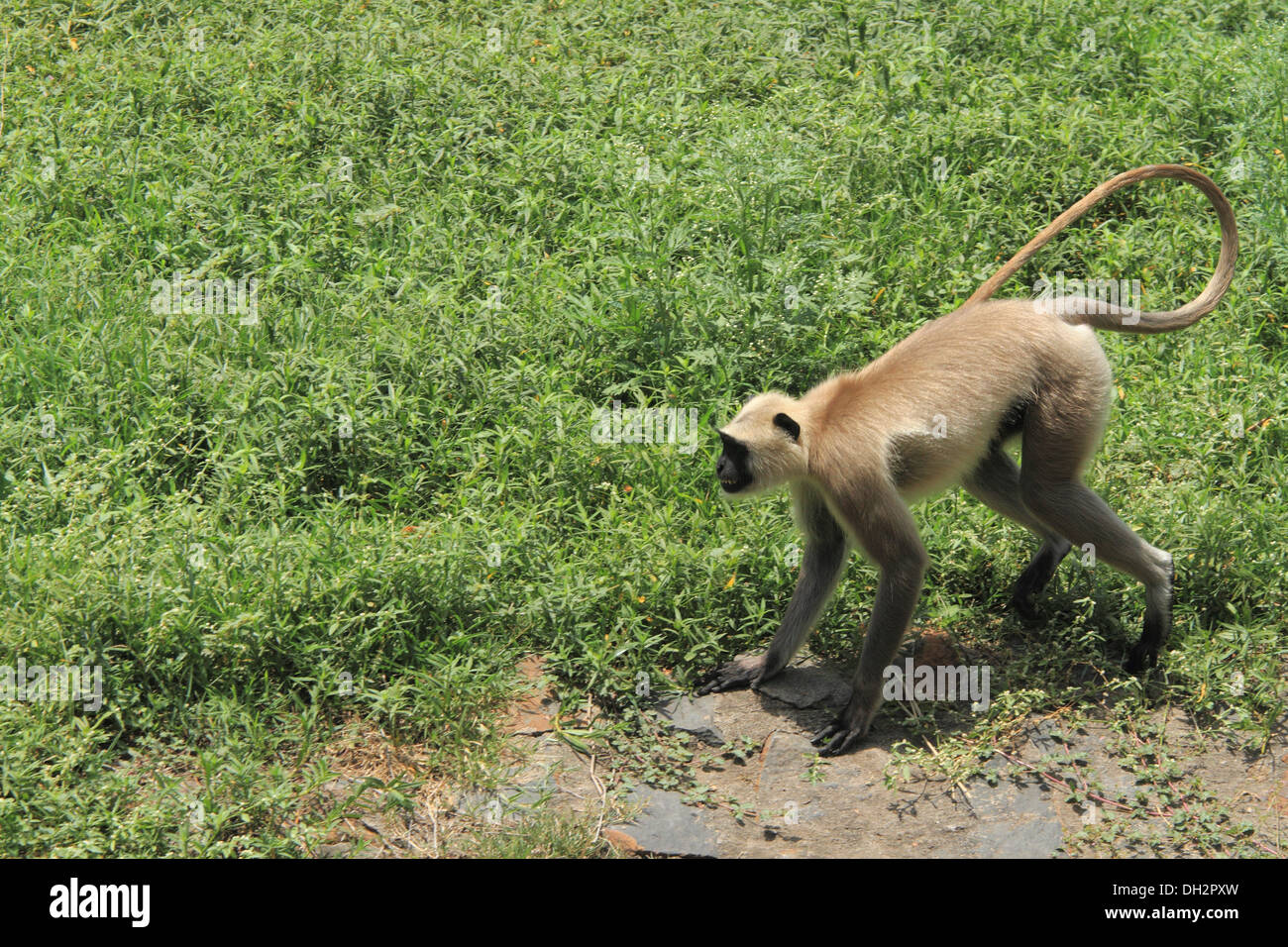 gray langur , Semnopithecus entellus , is a species of primate in the ...