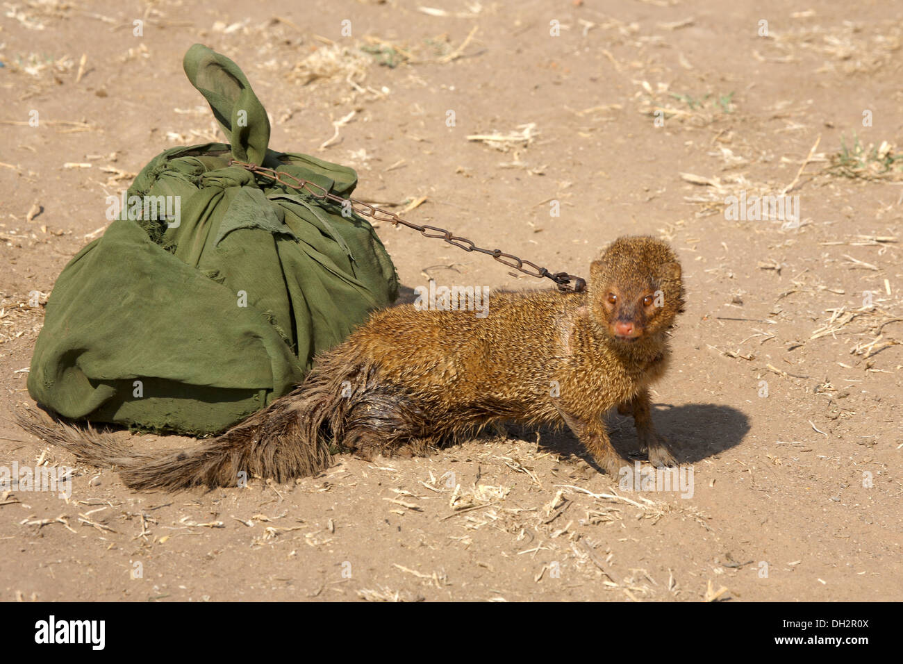 Mongoose and snake fight hi-res stock photography and images - Alamy