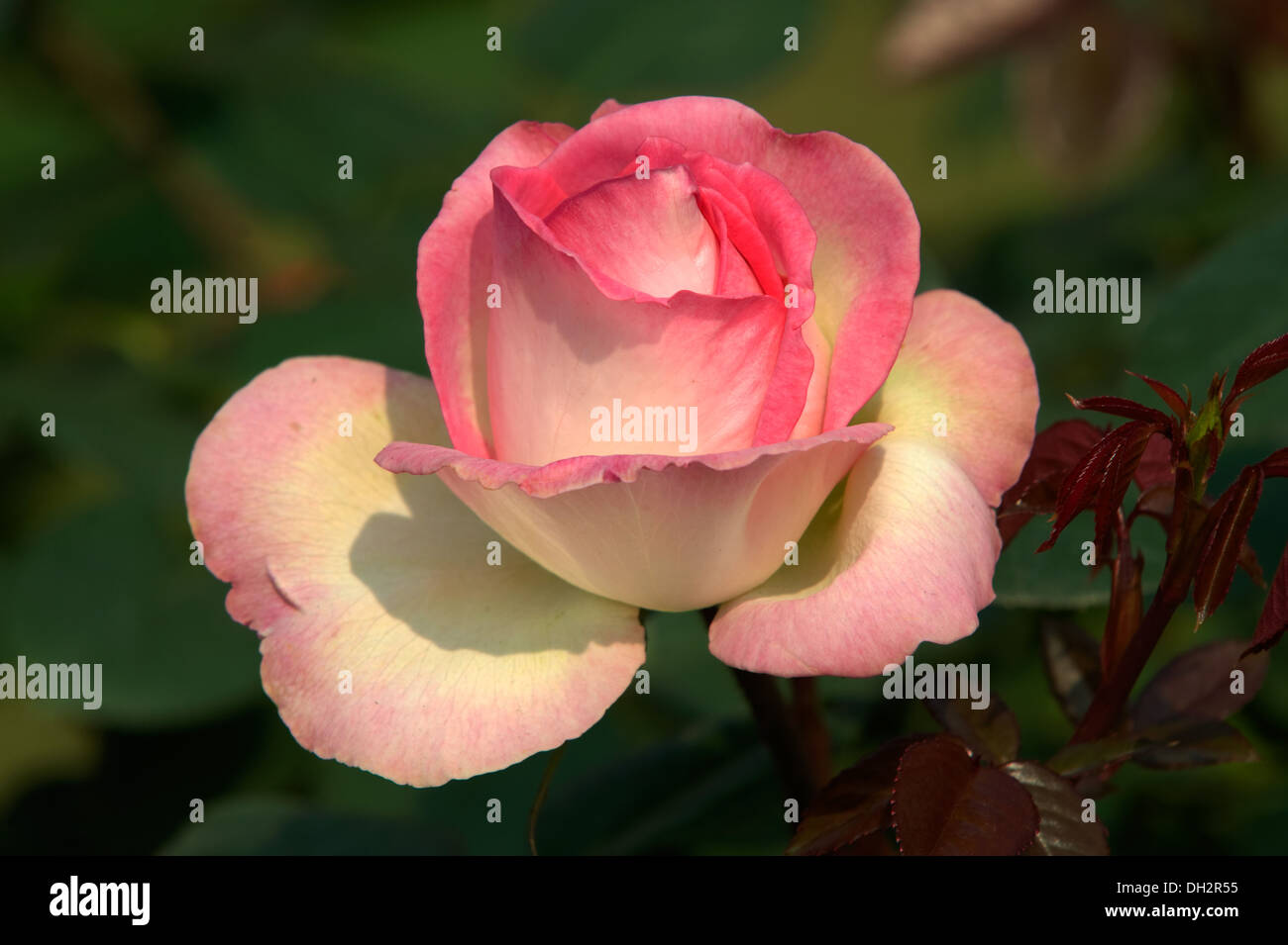 one pink rose flower Stock Photo - Alamy