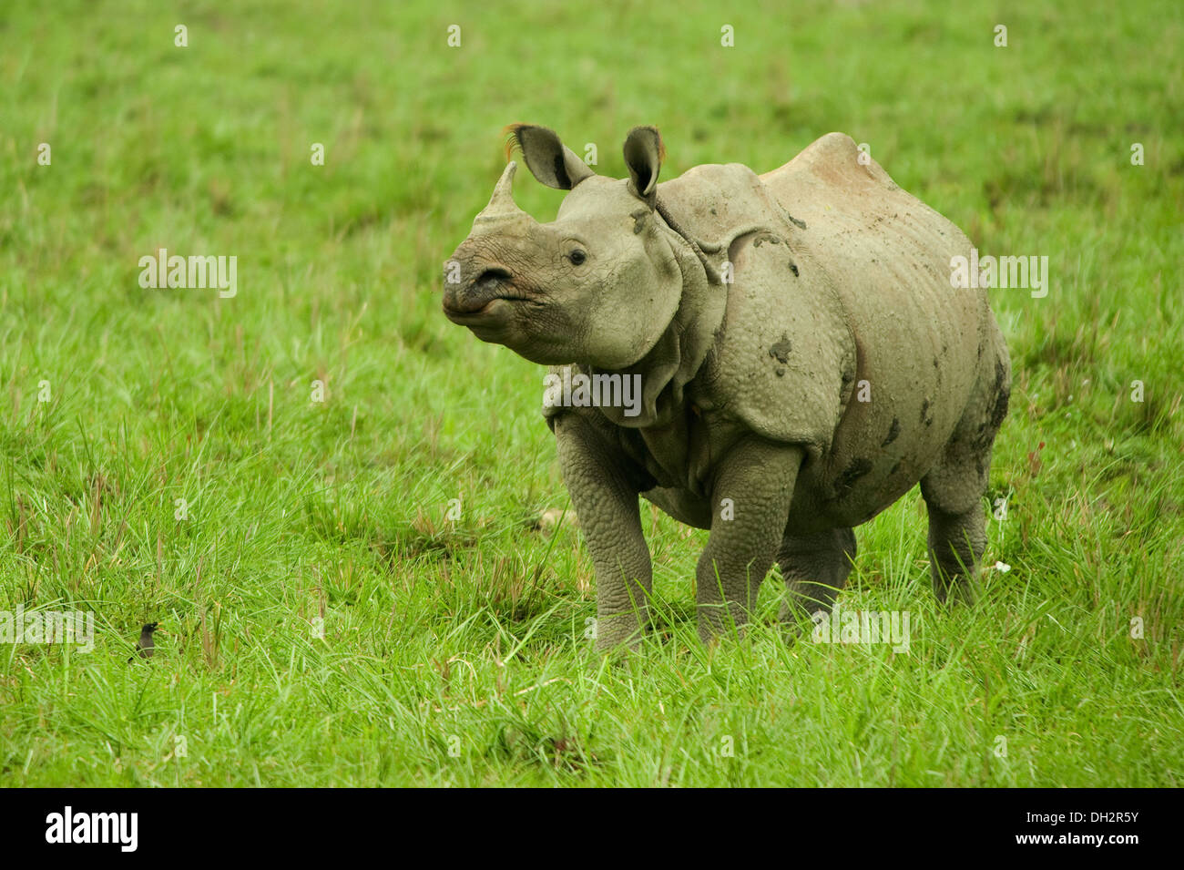 Rhinoceros kaziranga national park Assam India Asia Stock Photo - Alamy