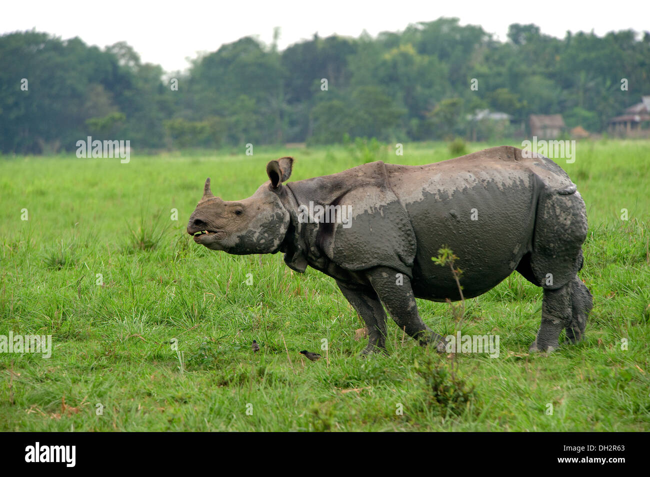 Rhinoceros kaziranga national park Assam India Asia Stock Photo - Alamy