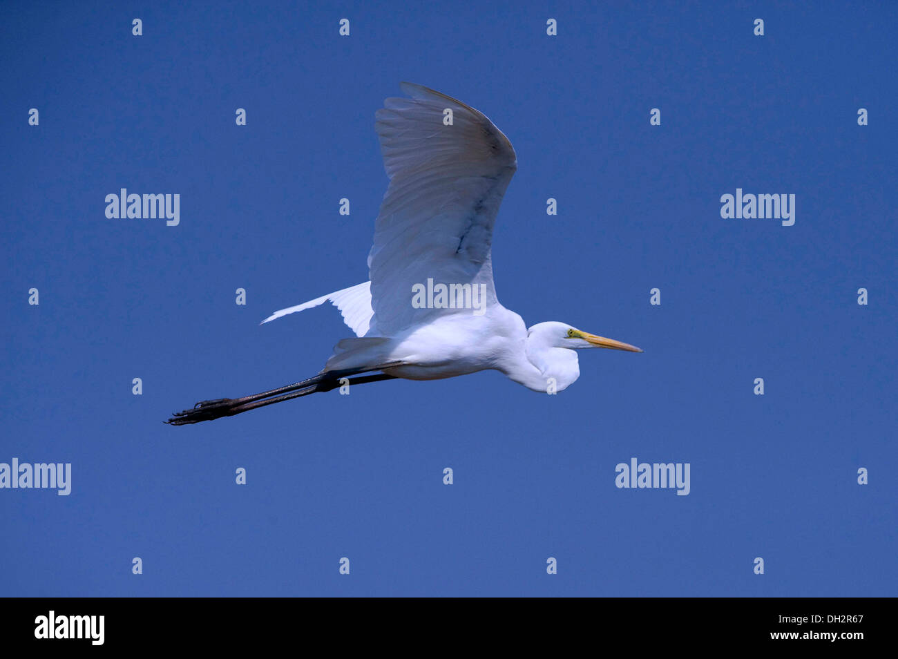 Orissa birds hi-res stock photography and images - Alamy