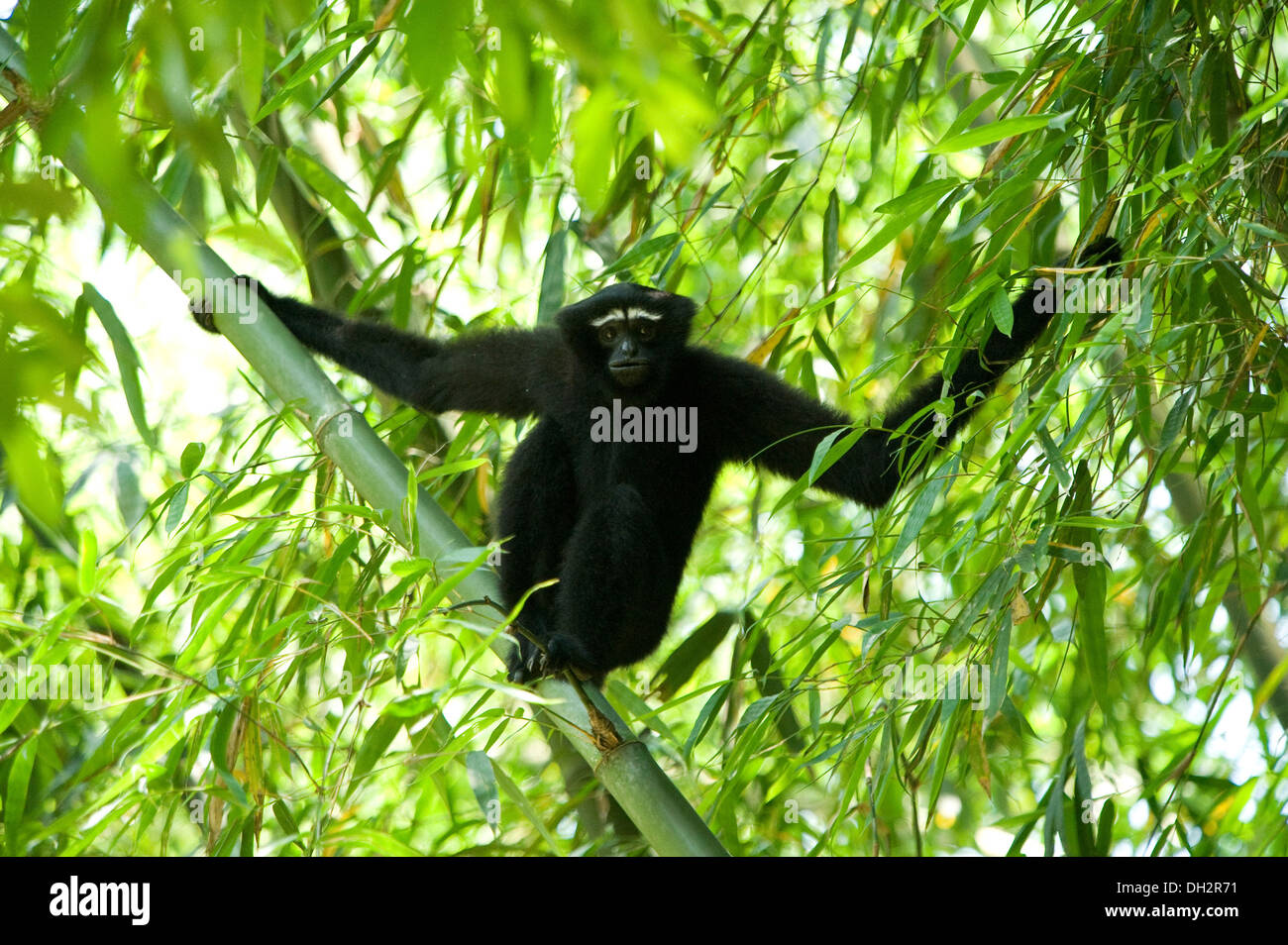 Hoolock Gibbon Stock Photos & Hoolock Gibbon Stock Images - Alamy