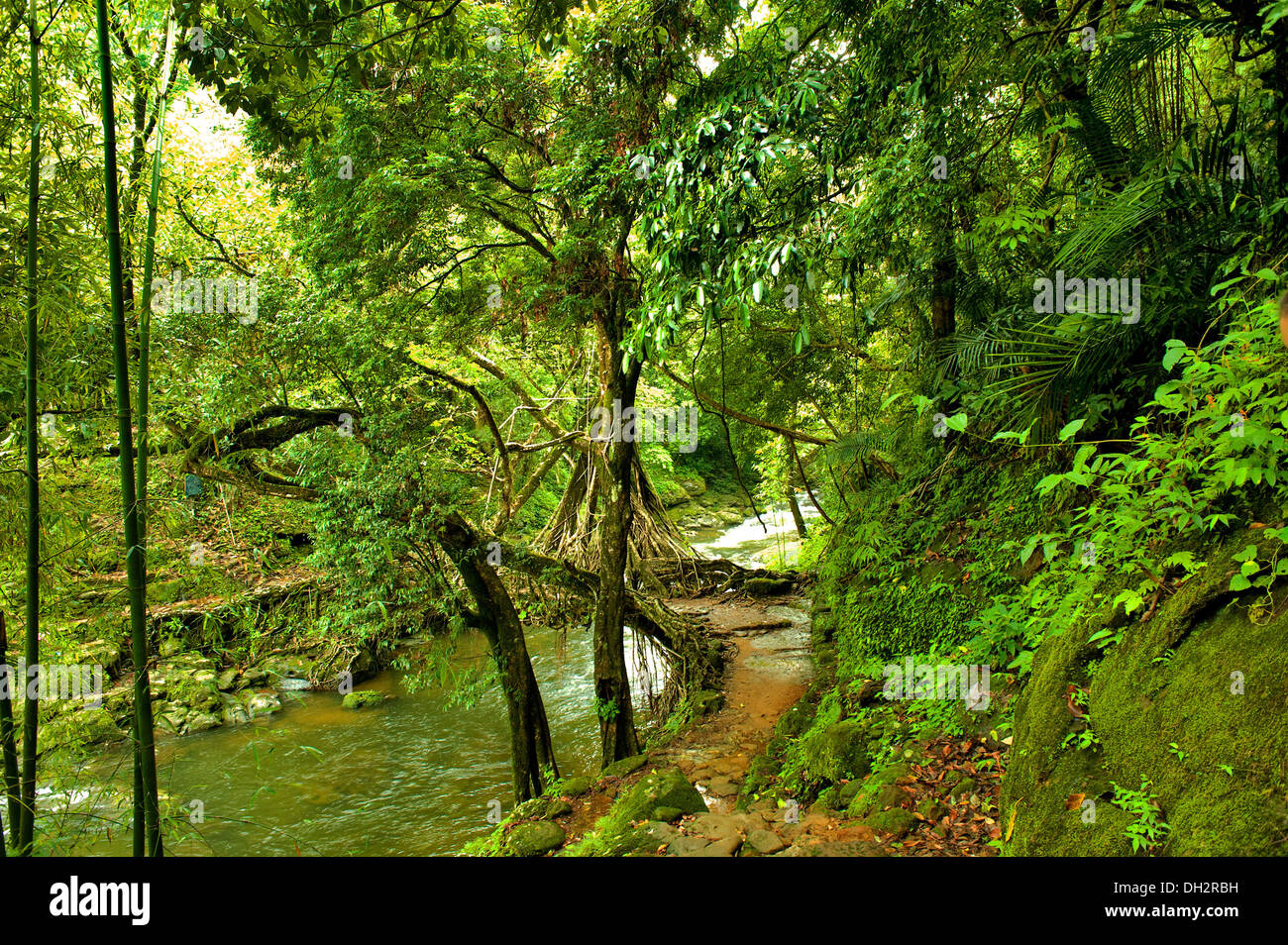 Living Root Bridge shillong Meghalaya India Asia Stock Photo - Alamy