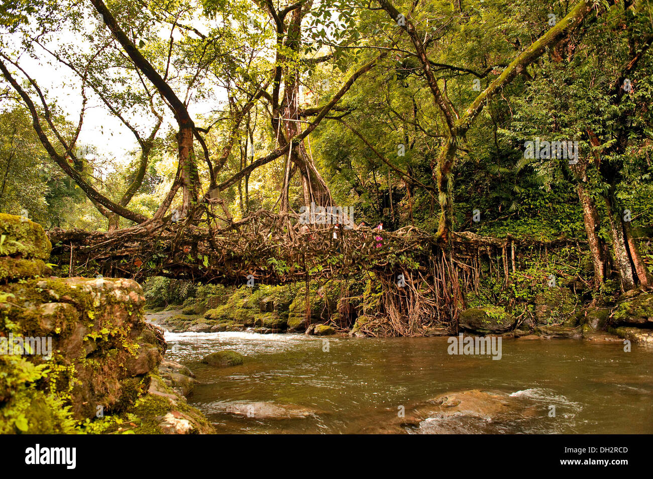 Living root bridge , suspension bridge , Meghalaya , India , Asia Stock ...