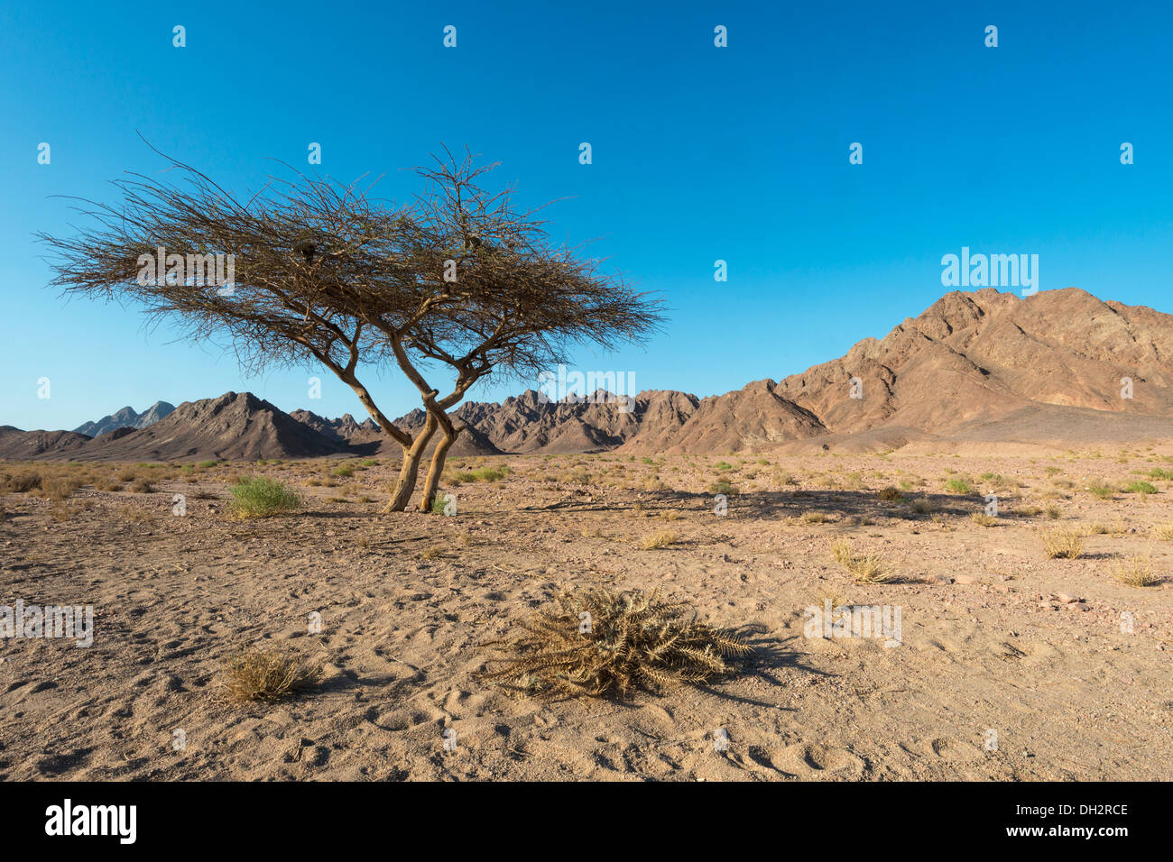 Impressions of Ras Muhammad National Park, Sinai, Egypt Stock Photo - Alamy