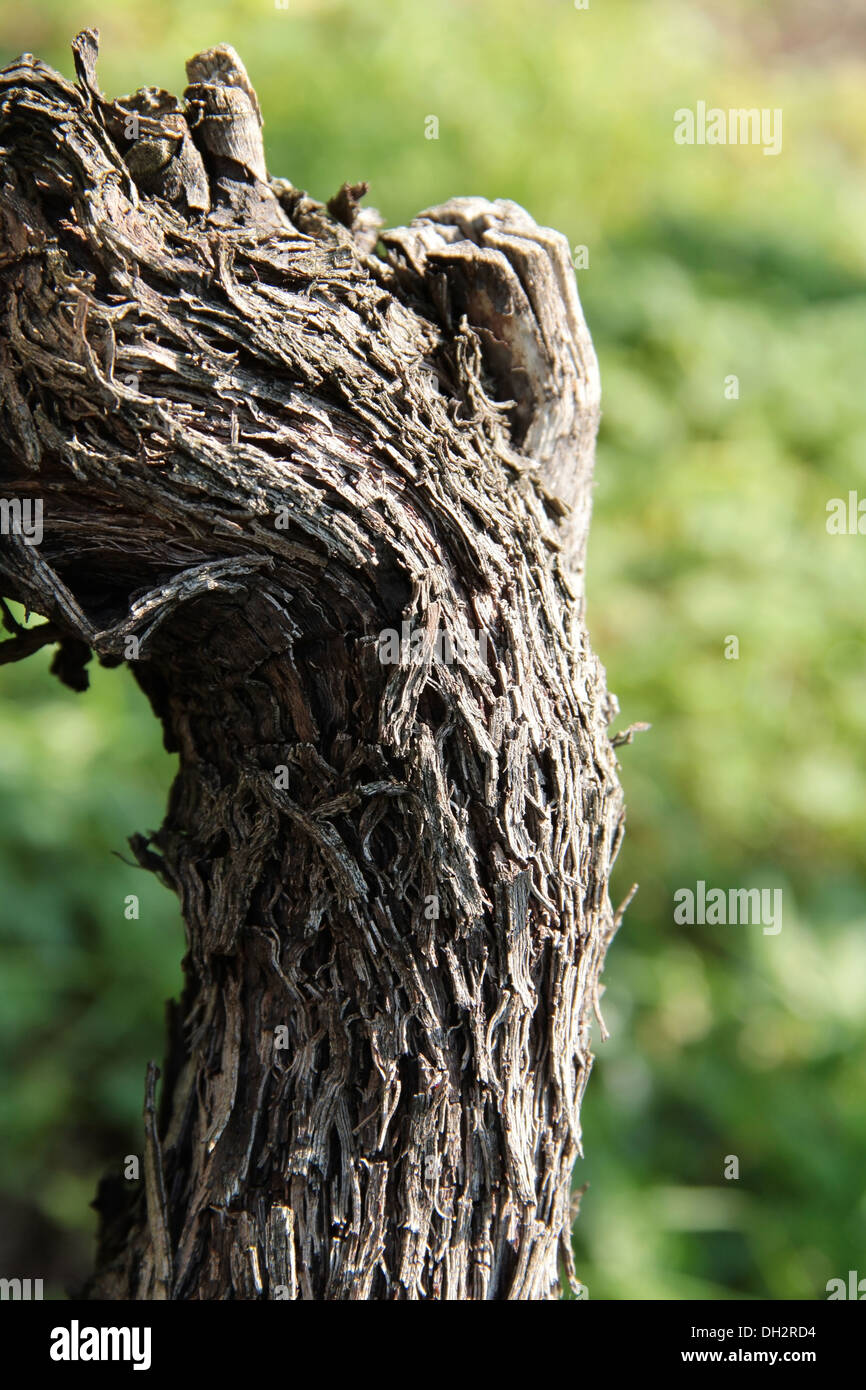 detail of a grapevine trunk Stock Photo - Alamy