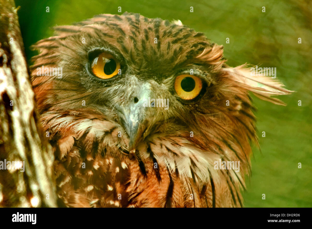 200 bird species hi-res stock photography and images - Alamy