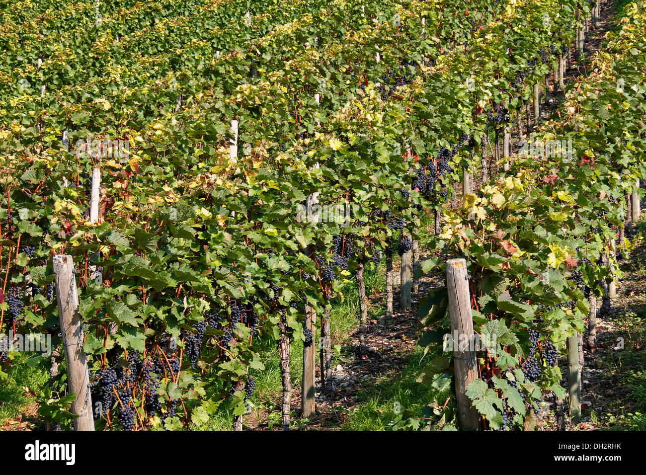 Growth in vineyard hi-res stock photography and images - Alamy