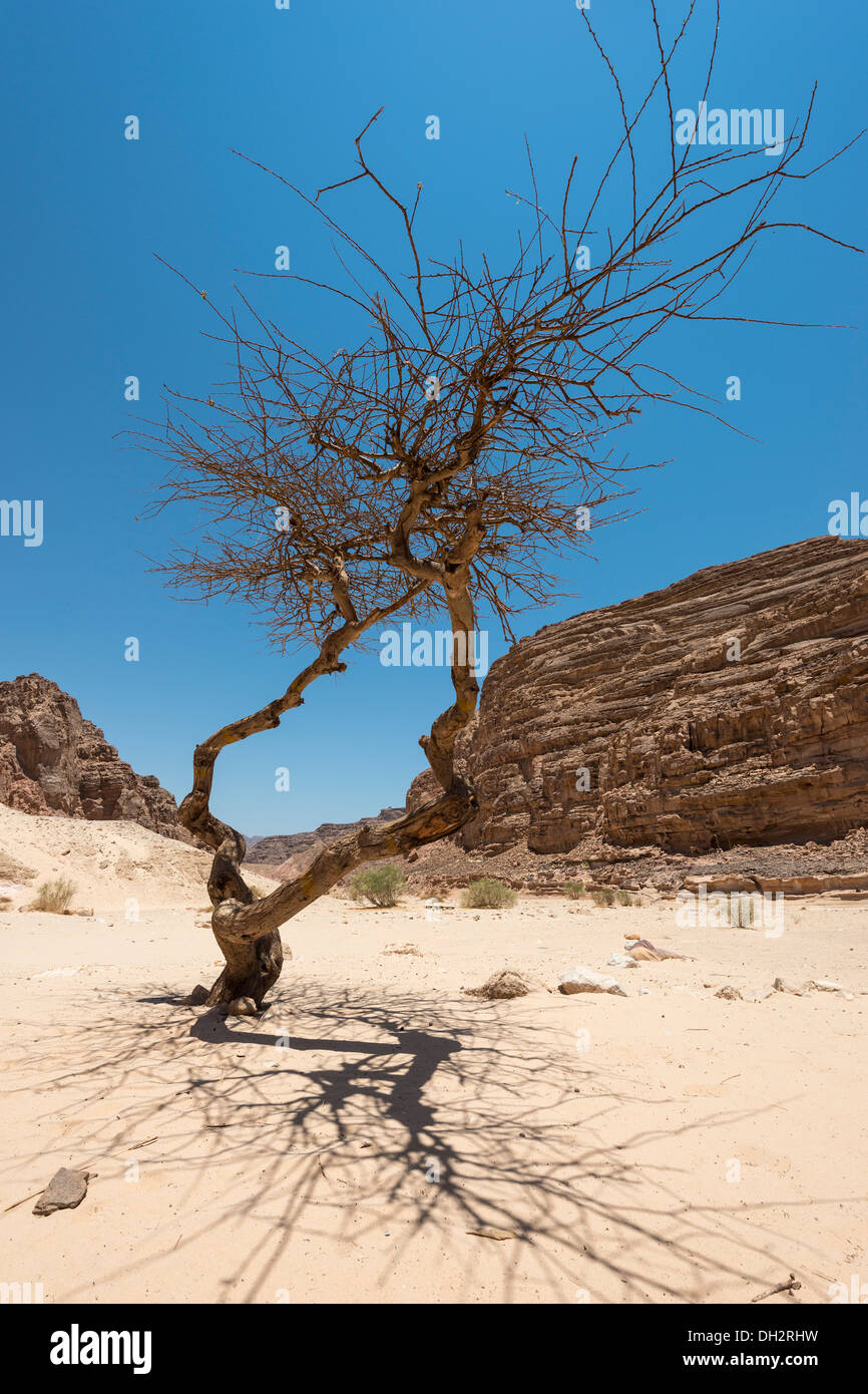 Acacia tree sinai desert egypt hi-res stock photography and images - Alamy
