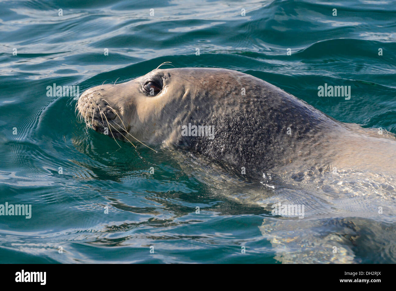 Mediterranean monk seal hi-res stock photography and images - Alamy
