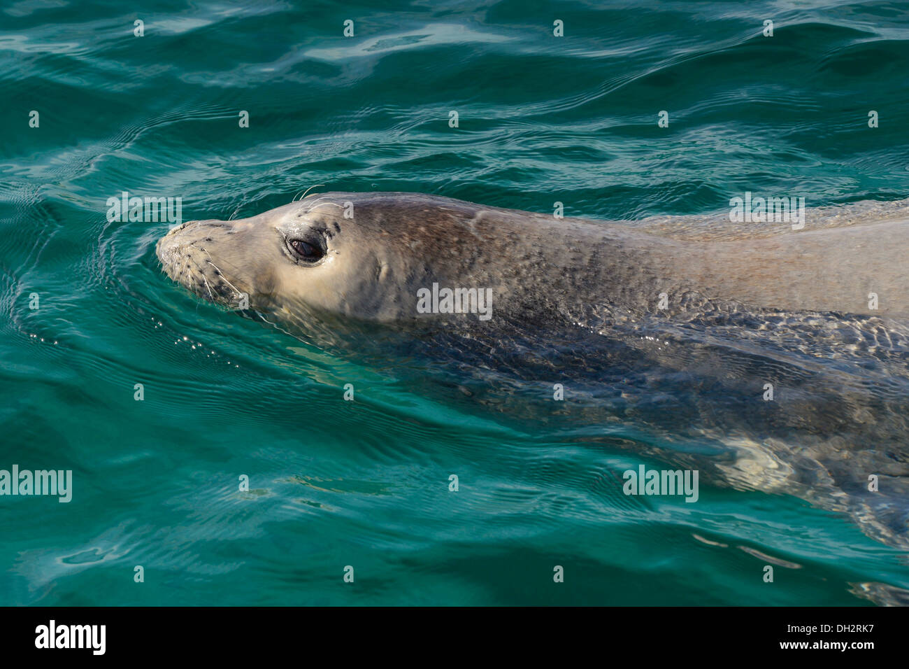 Mediterranean Monk Seal, Monachus monachus, Adria, Croatia Stock Photo ...