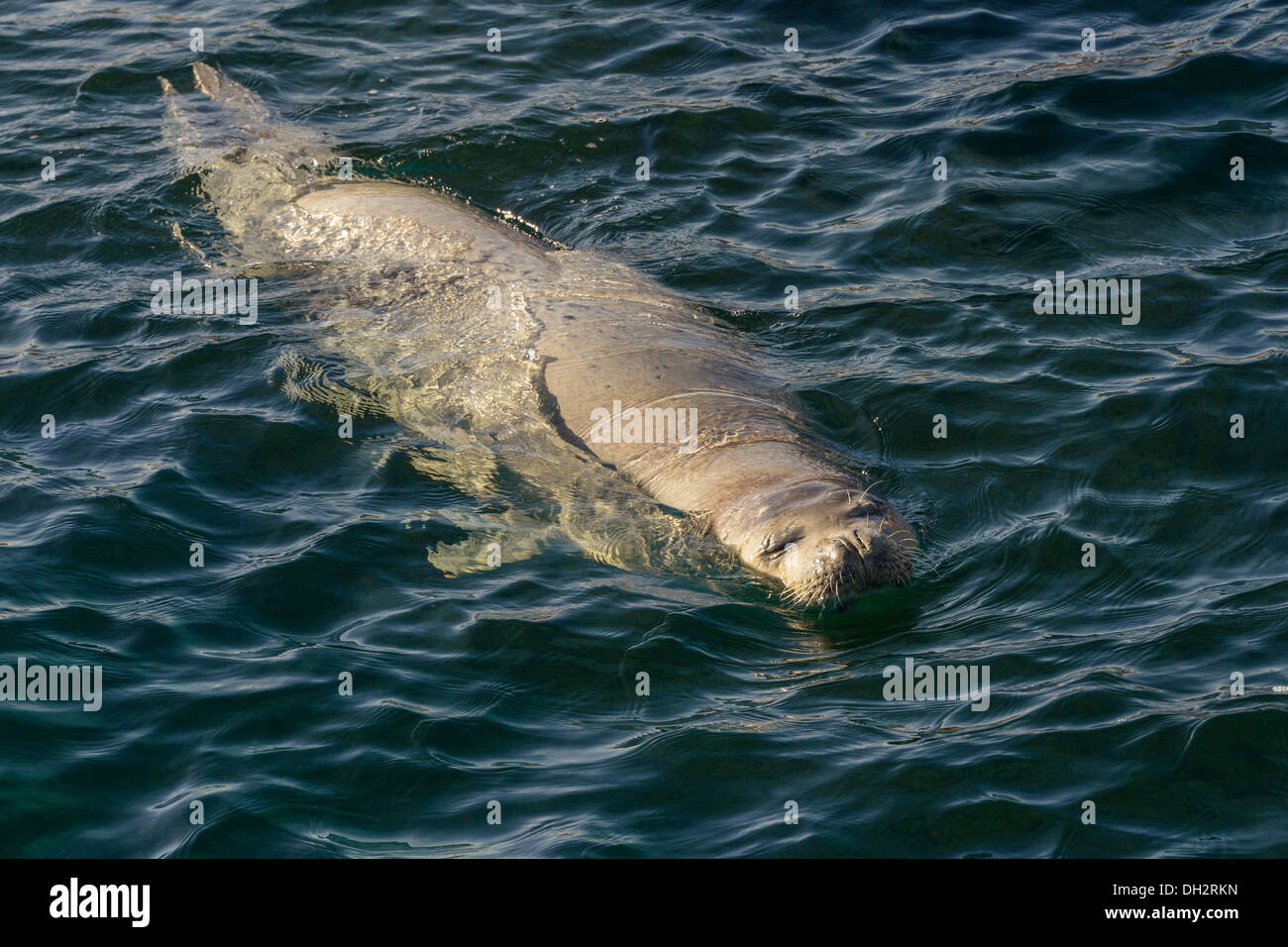 Mediterranean Monk Seal, Monachus monachus, Adria, Croatia Stock Photo ...