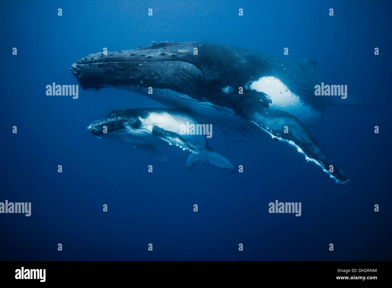 Humpback whales underwater Stock Photo - Alamy