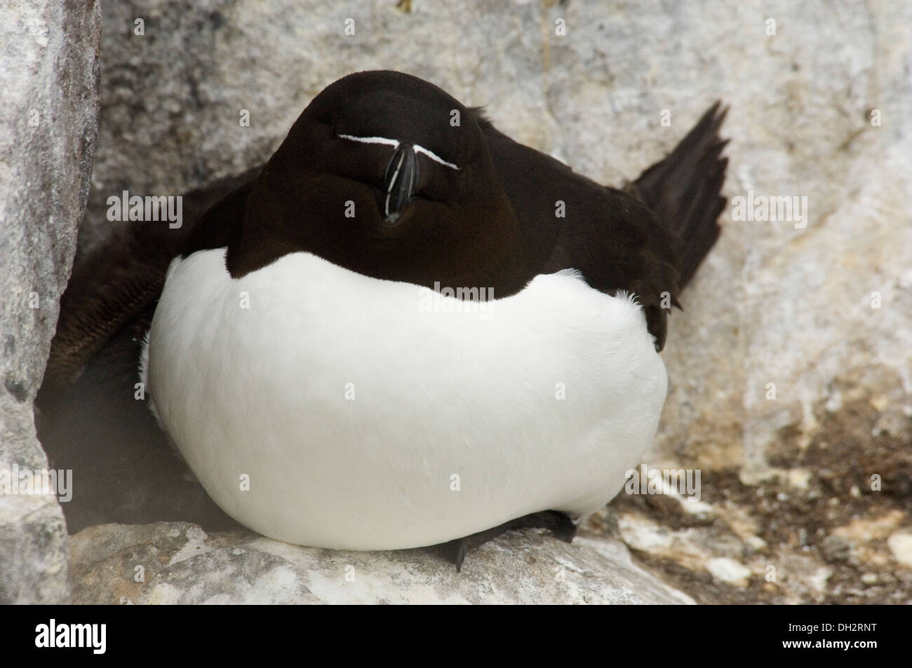 Gazza hi-res stock photography and images - Alamy