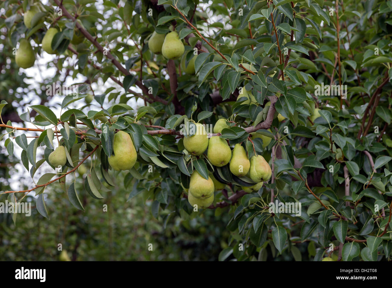 Pear tree hi-res stock photography and images - Alamy