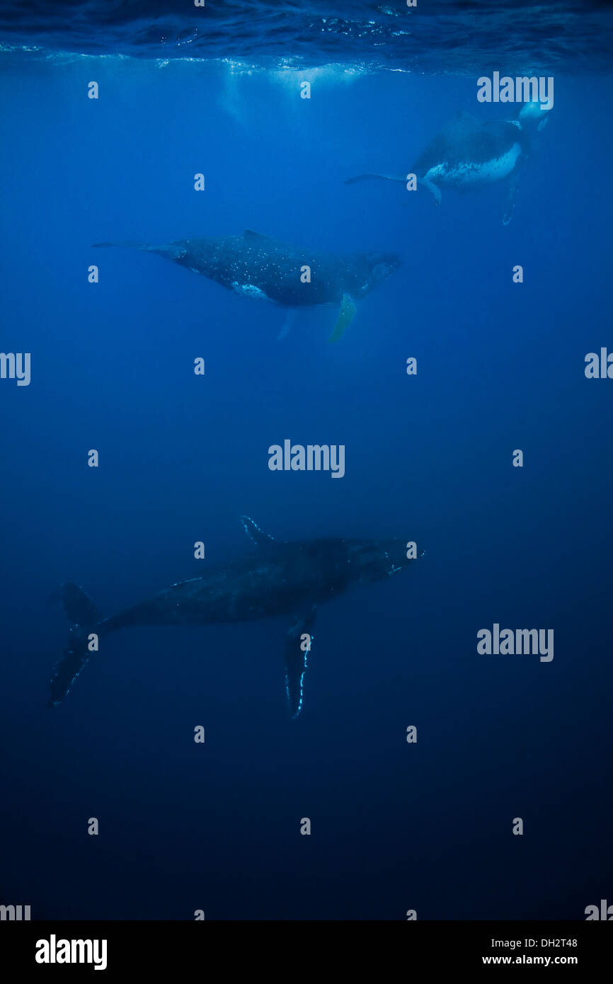 Whale whales below the water surface hi-res stock photography and ...