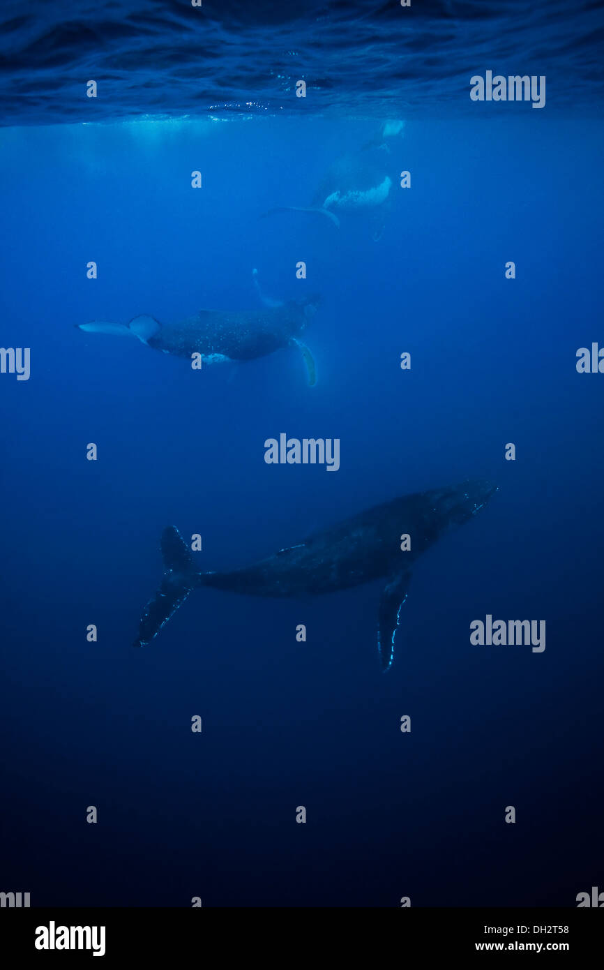 Humpback whales underwater Stock Photo - Alamy