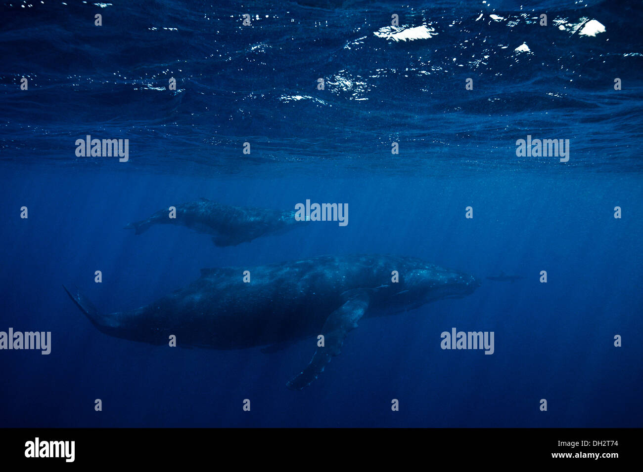 Whale whales below the water surface hi-res stock photography and ...