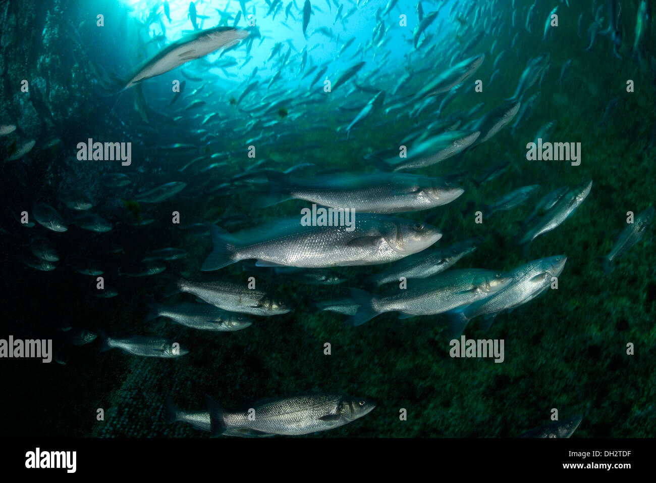 Dicentrarchus labrax hi-res stock photography and images - Alamy