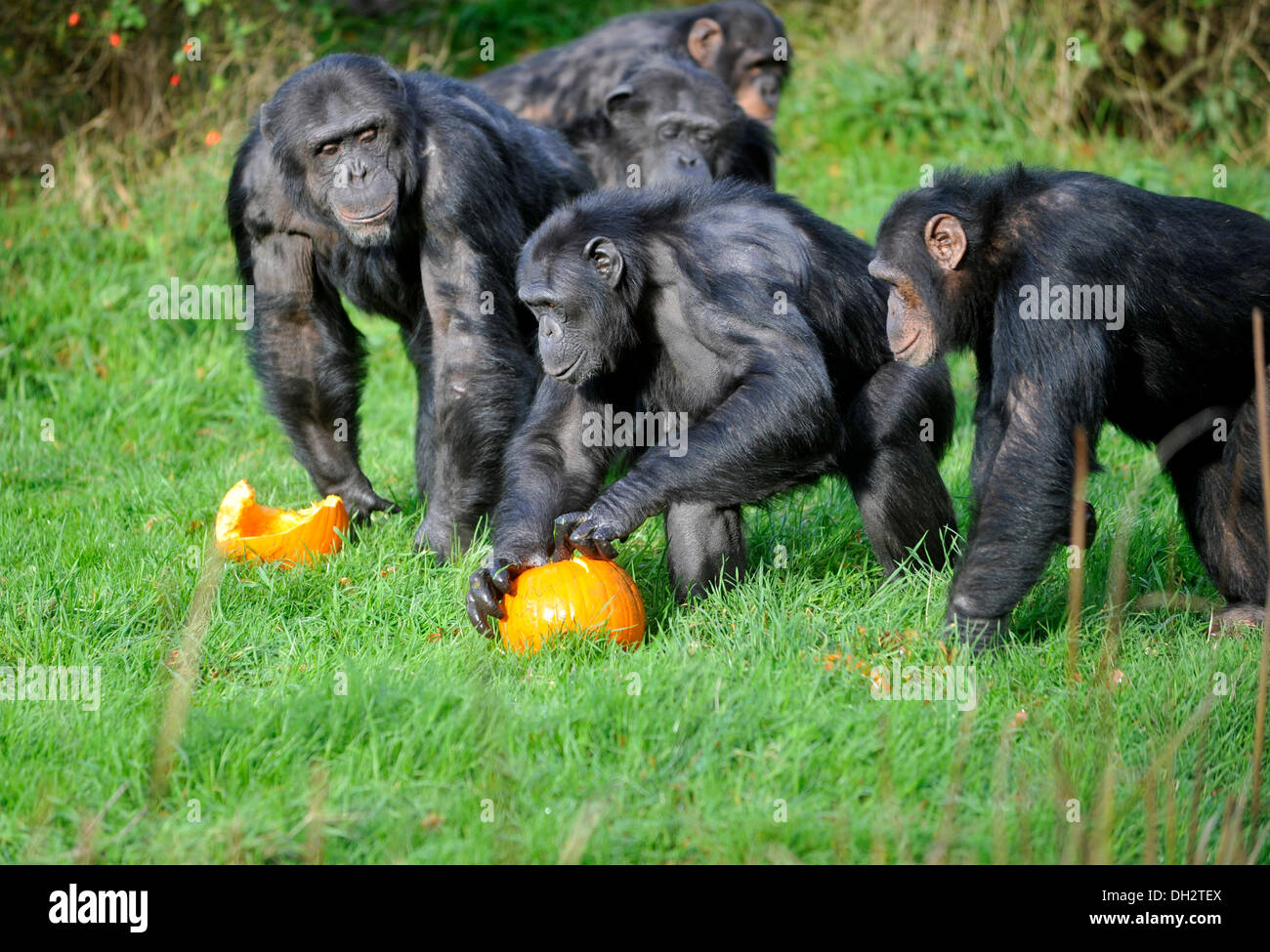 Chimpanzees Playing High Resolution Stock Photography and Images - Alamy