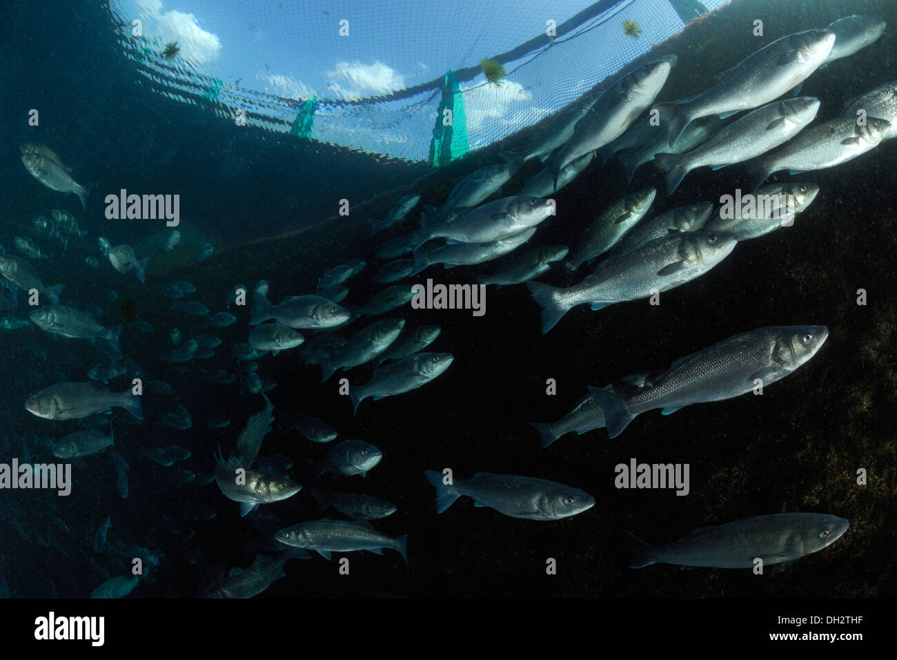 Fonda Fish Farm, European Seabass, Dicentrarchus labrax, Adriatic Sea ...