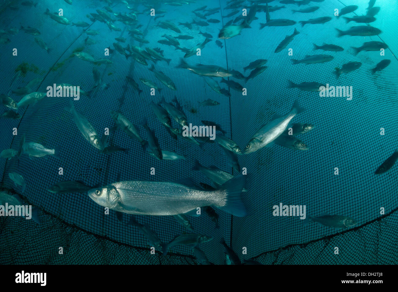 Fonda Fish Farm, European Seabass, Dicentrarchus labrax, Adriatic Sea ...