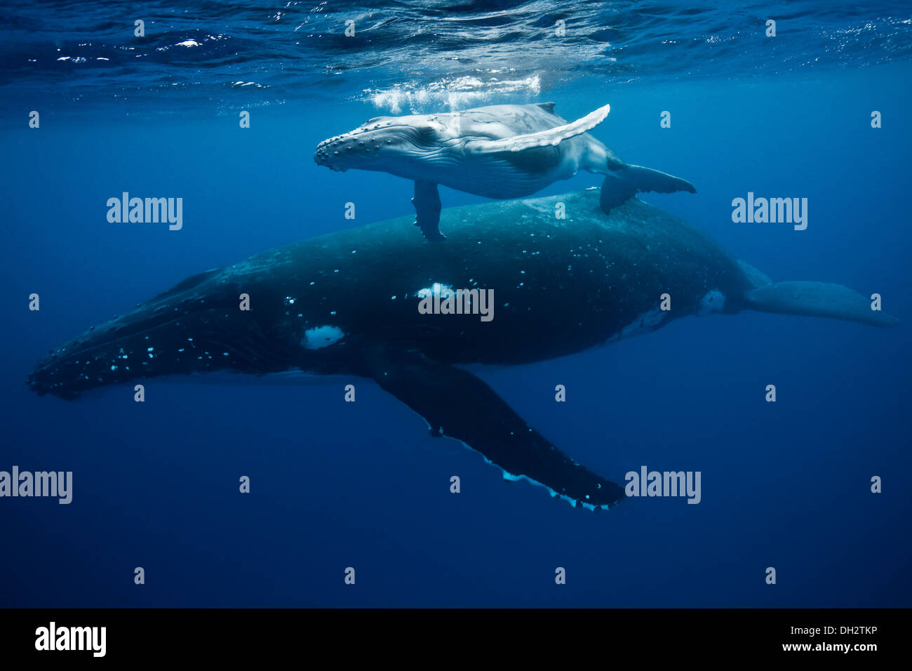 Whale whales below the water surface hi-res stock photography and ...