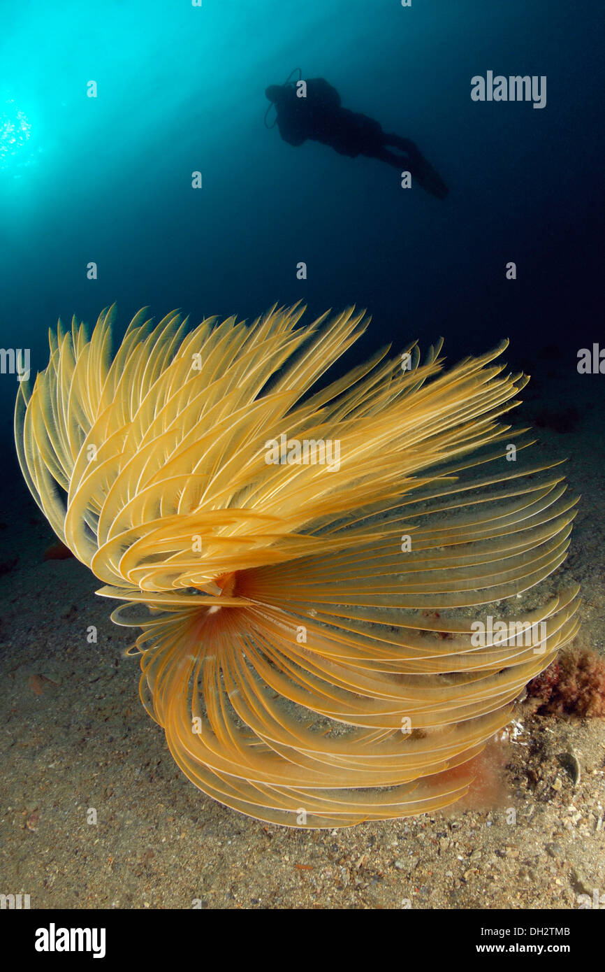 Spiral Worm and Scuba Diver, Spirographis spallanzani, Piran, Istria ...