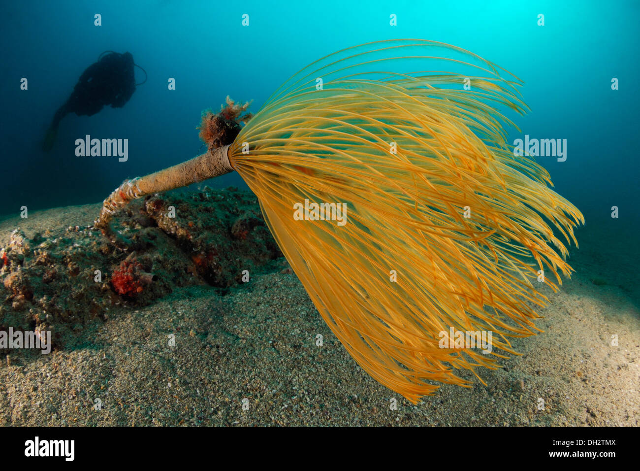 Spiral Worm and Scuba Diver, Spirographis spallanzani, Piran, Istria ...