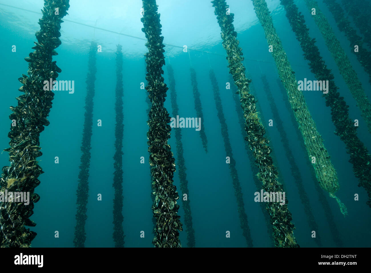 Shell Farm, Mytilus edulis, Piran, Istria, Slovenia Stock Photo - Alamy