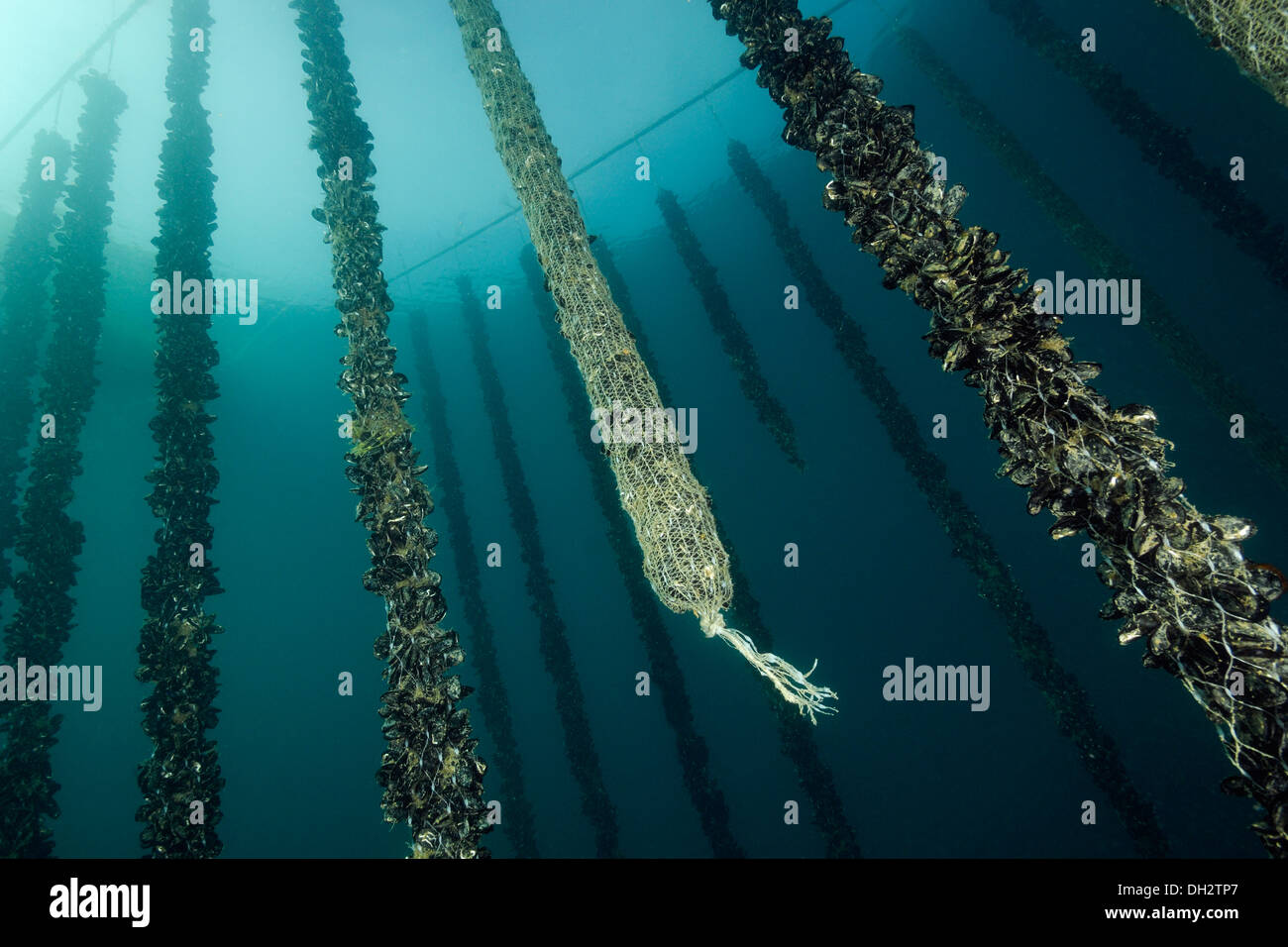 Shell Farm, Mytilus edulis, Piran, Istria, Slovenia Stock Photo - Alamy