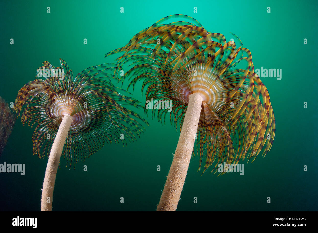 Spiral Worm, Spirographis spallanzani, Piran, Istria, Slovenia Stock ...