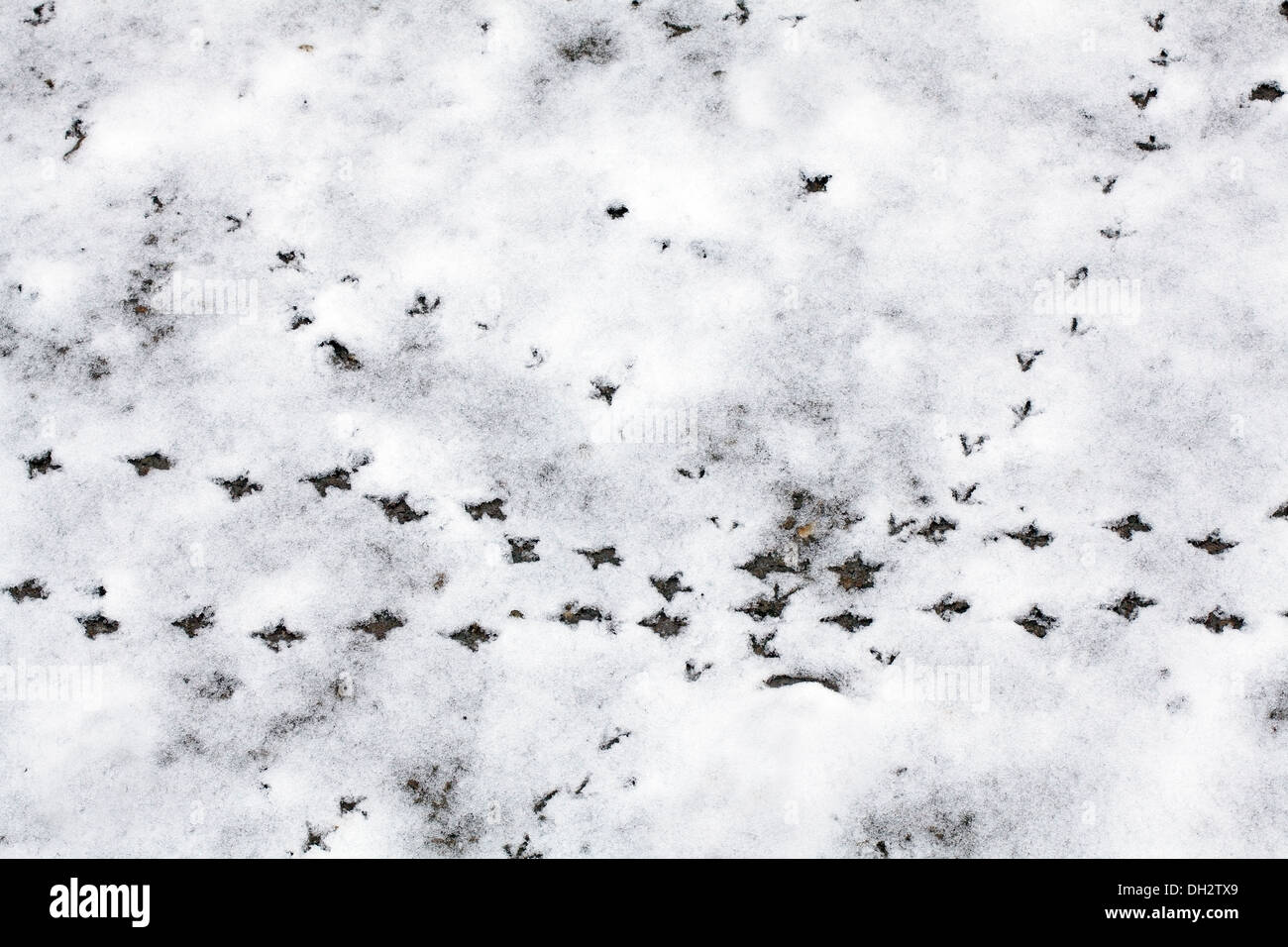 Bird Footprints In The Snow. Winter texture Stock Photo - Alamy
