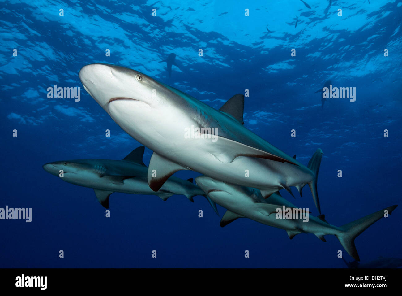 Caribbean Reef Shark, Carcharhinus perezi, Caribbean, Bahamas Stock ...