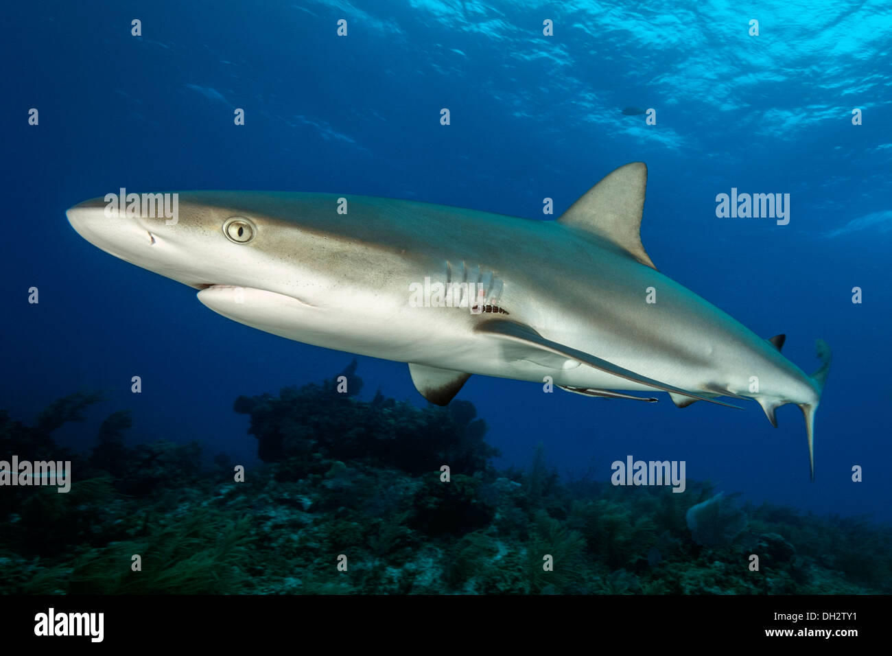 Caribbean Reef Shark, Carcharhinus perezi, Caribbean, Bahamas Stock ...