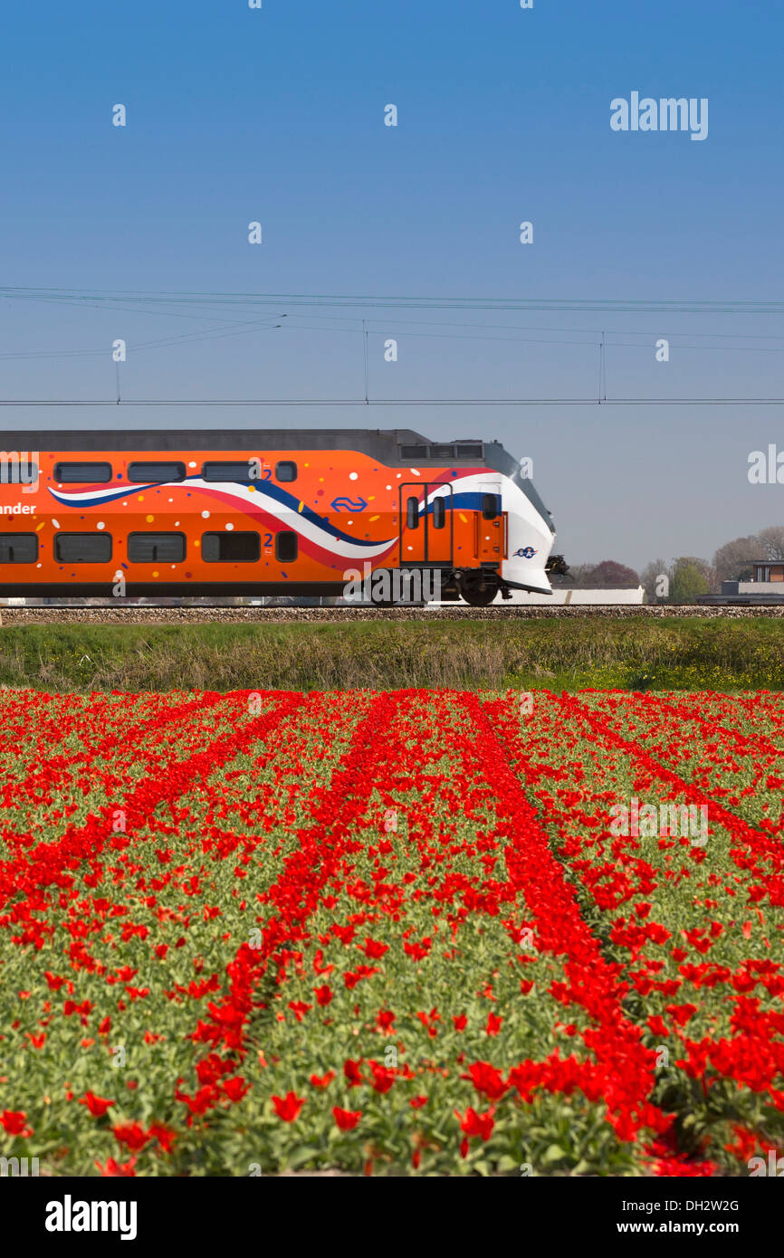 Netherlands, Vogelenzang, Tulip field. Orange Royal Kings train passing ...