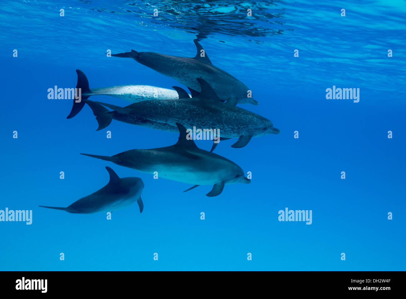 Atlantic Spotted Dolphin, Stenella frontalis, Caribbean, Bahamas Stock ...