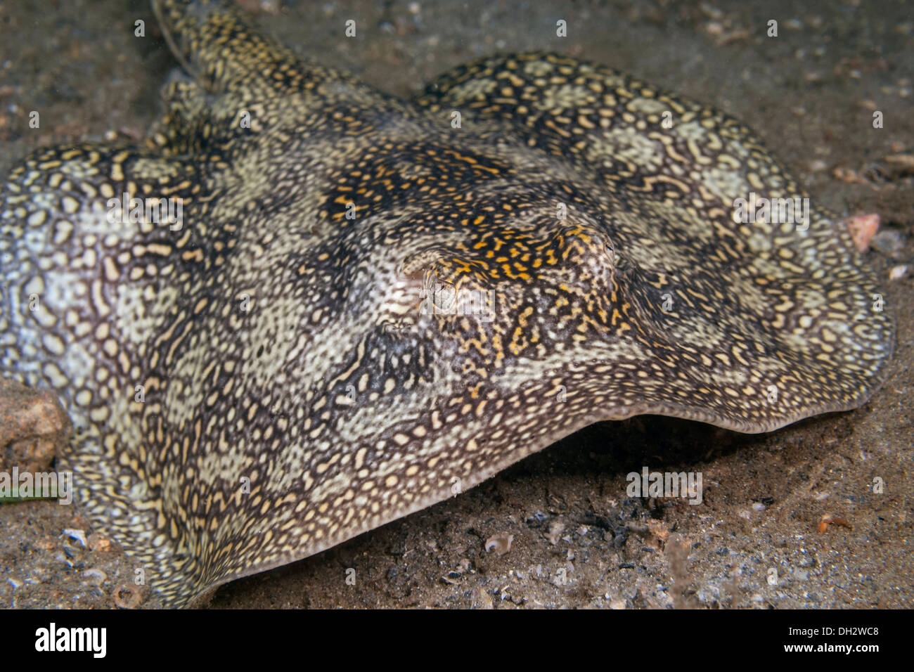 Yellow Stingray, Urolophus jamaicensis, Florida, USA Stock Photo - Alamy