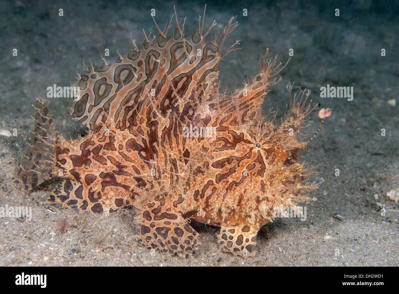 Striated Frogfish, Antennarius striatus, Florida, USA Stock Photo - Alamy