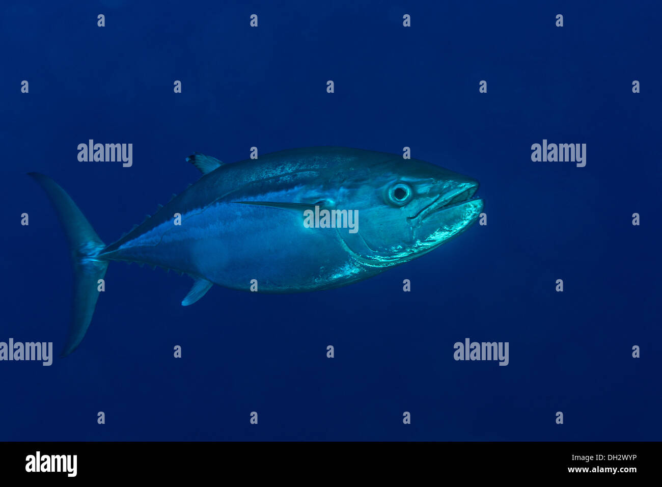 Dogtooth Tuna, Gymnosarda unicolor, Ras Muhammad, Red Sea, Sinai, Egypt ...
