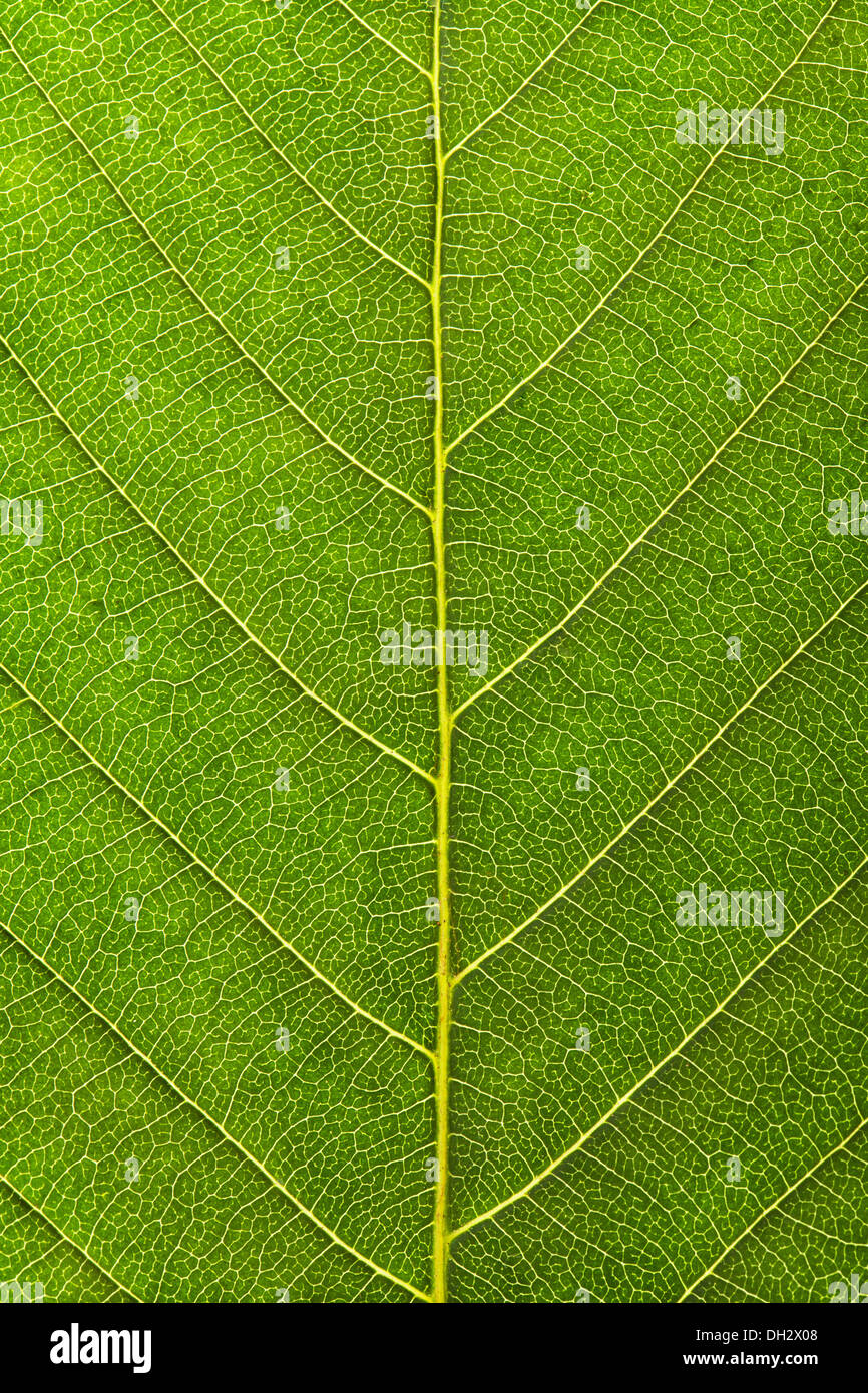 Plant texture hi-res stock photography and images - Alamy