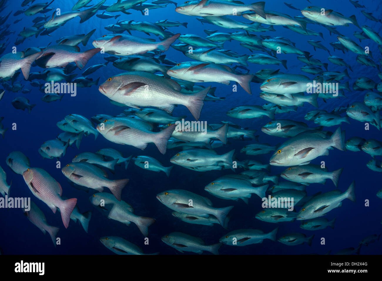 Shoal of Two-spot Red Snapper, Lutjanus bohar, Ras Muhammad, Red Sea ...